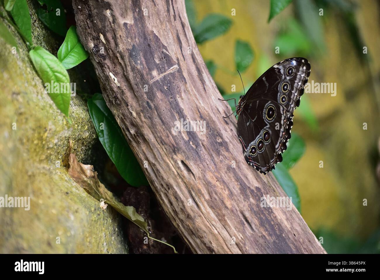 Blue Morpho (outside of wings) Morpho peleides Stock Photo - Alamy