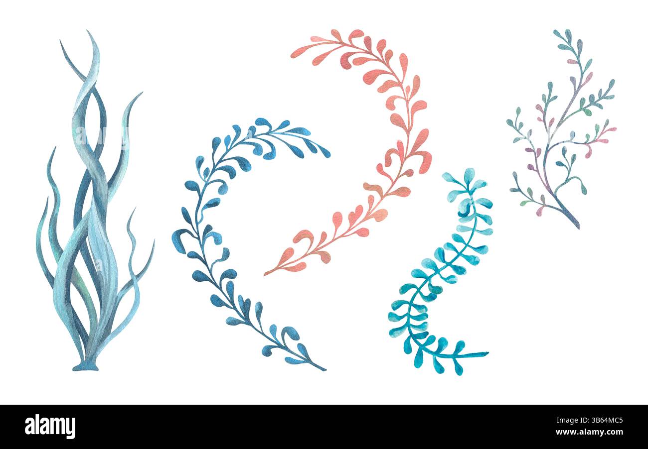 Set of marine algae, seaweed, ocean plants Watercolor illustration ...