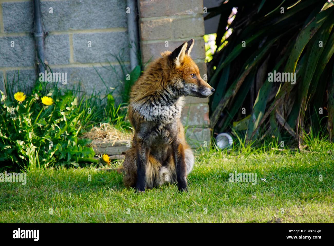 Urban red fox walking along a suburban street in England. Horley ...