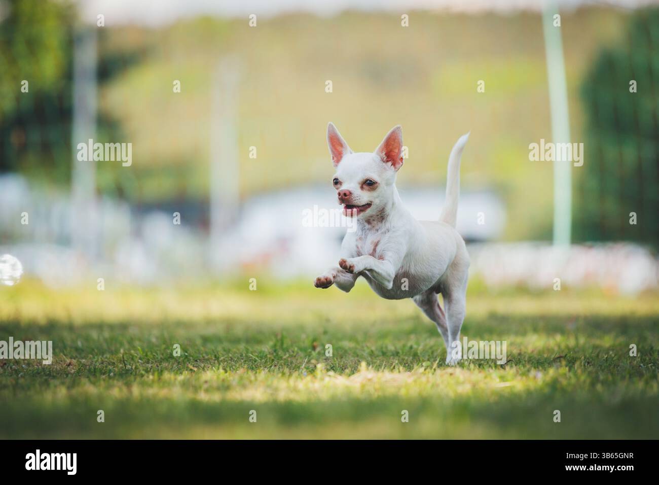 White chihuahua running on hi-res stock photography and images - Alamy