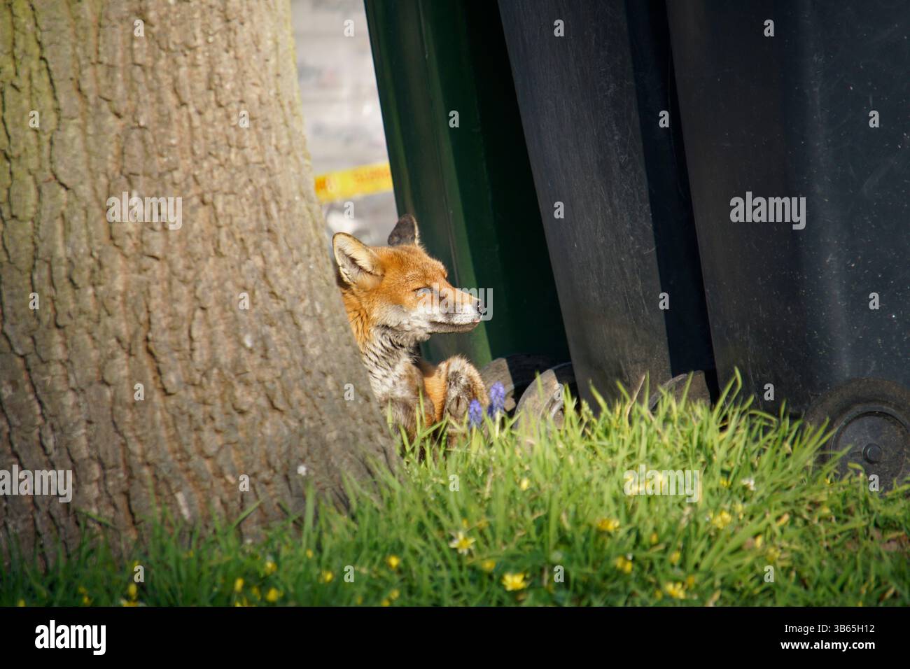 Fox lying down hi-res stock photography and images - Alamy