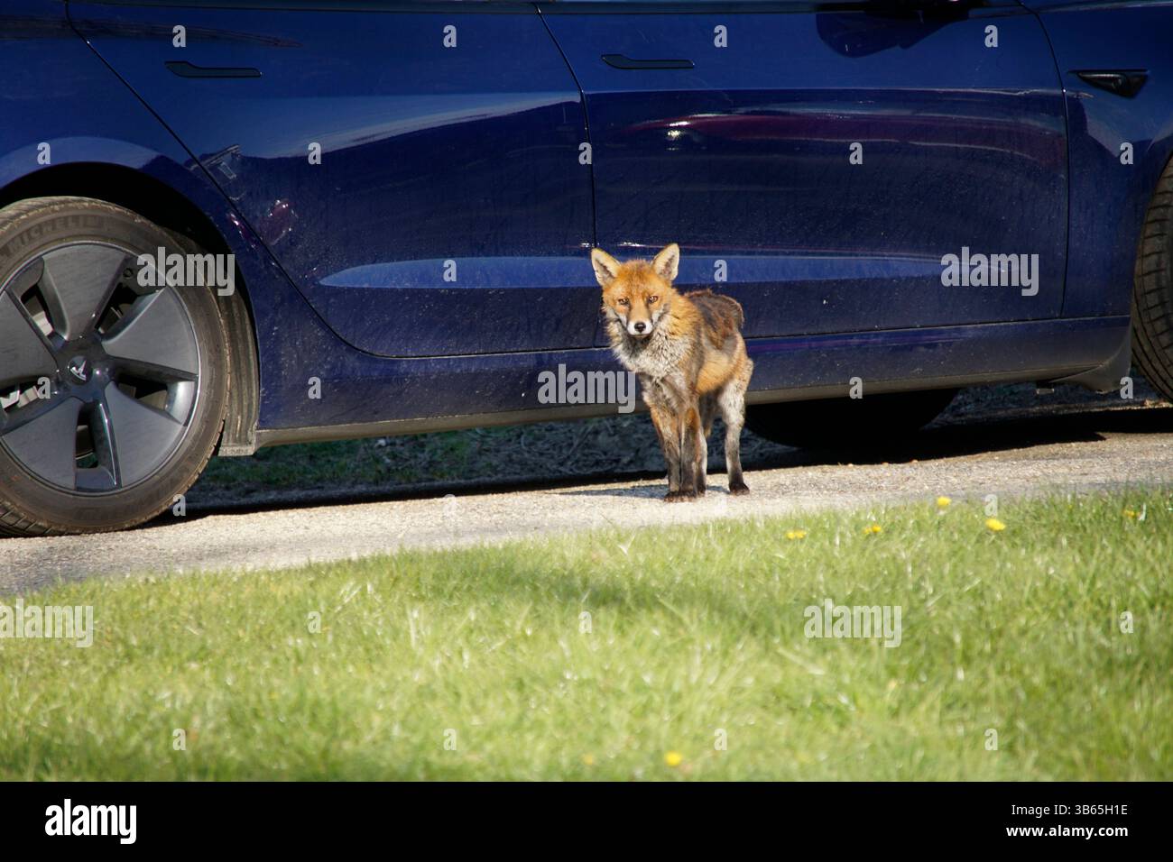 Urban red fox standing next to a parked car in a suburban street in ...