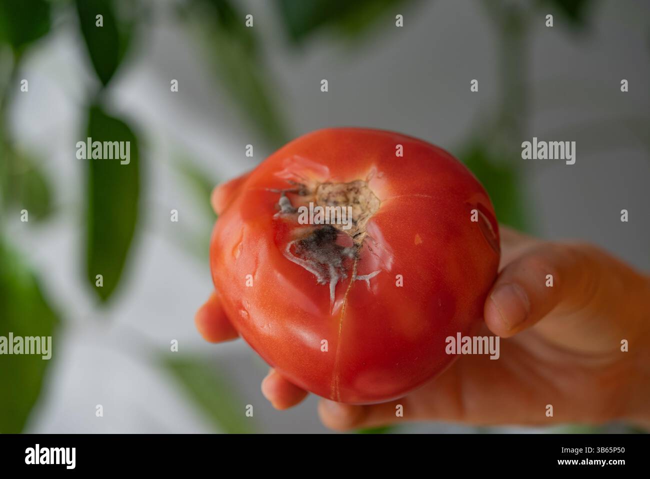 Hand holding a rotten tomato showing mold growing on food waste, highlighting the concept of ...
