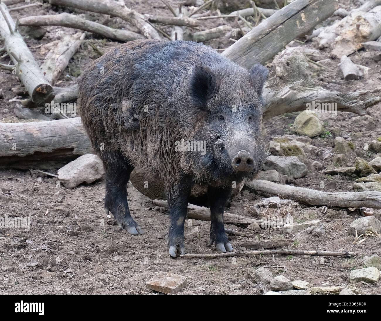 Wildschwein in freier Natur im Fruehling Wildschwein in freier Natur ...