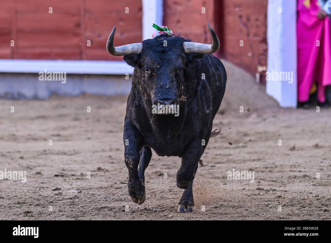 Madrid, Madrid, Spain. 2nd May, 2025. The bull during the first ...