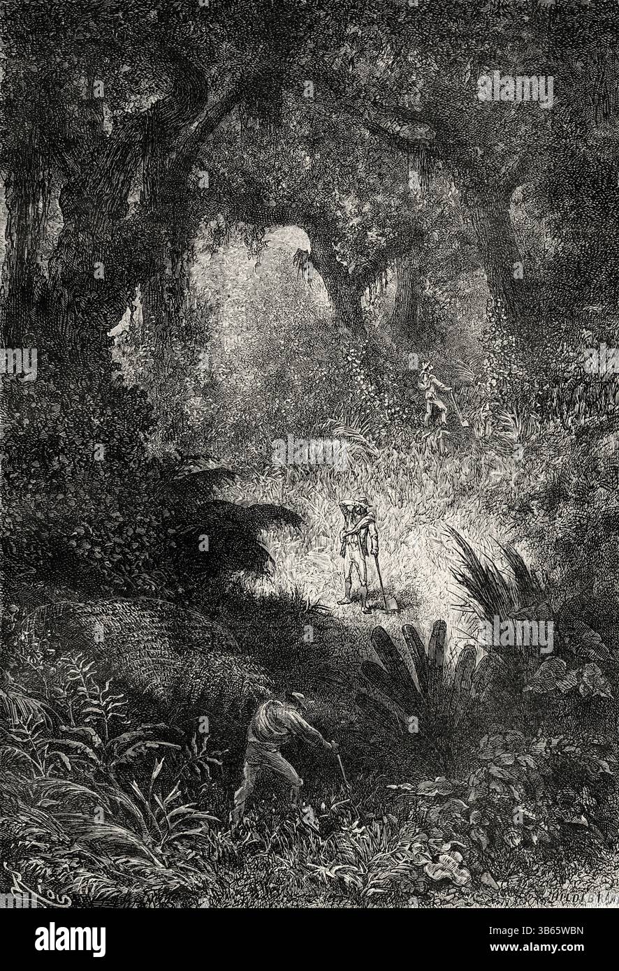 Cinchona tree hi-res stock photography and images - Alamy