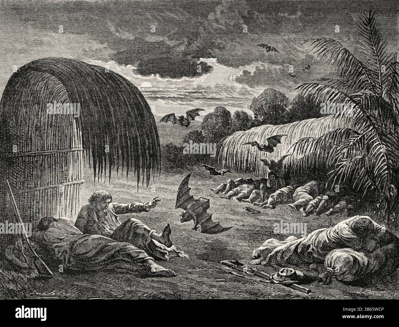 Attack of the vampire bats. Desmodontinae. Phylostomid chiroptera ...