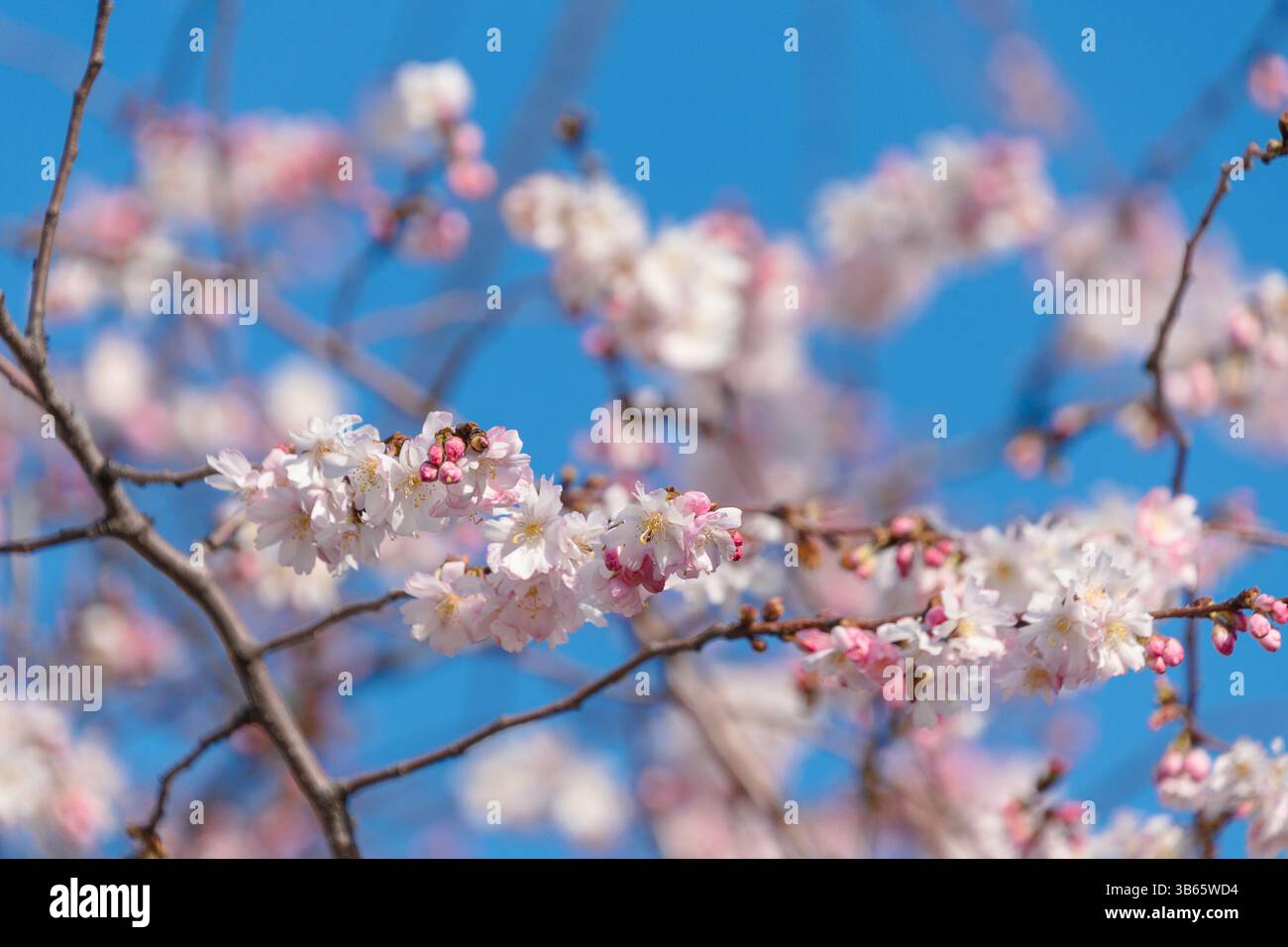 Prunus subhirtella, the winter-flowering cherry, spring cherry, rosebud ...