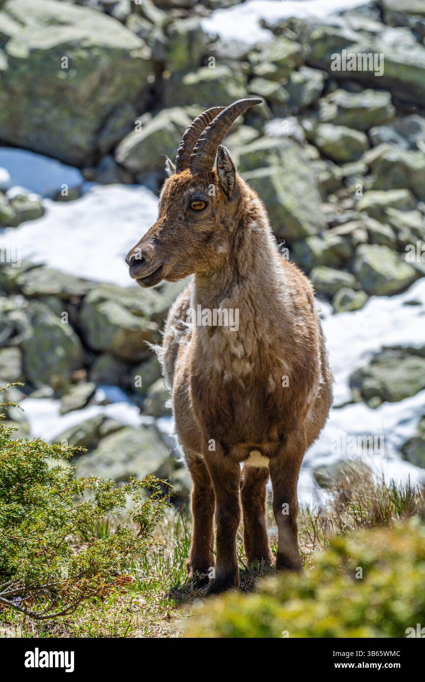 The ibex (scientific name Capra Ibex) is an ungulate belonging to the ...