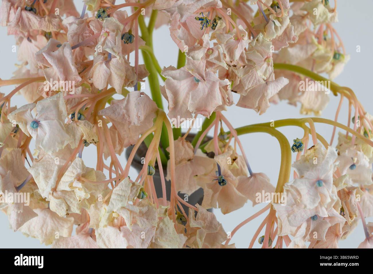 Wilted, pale pink flowers with drooping petals and exposed blue stamens ...