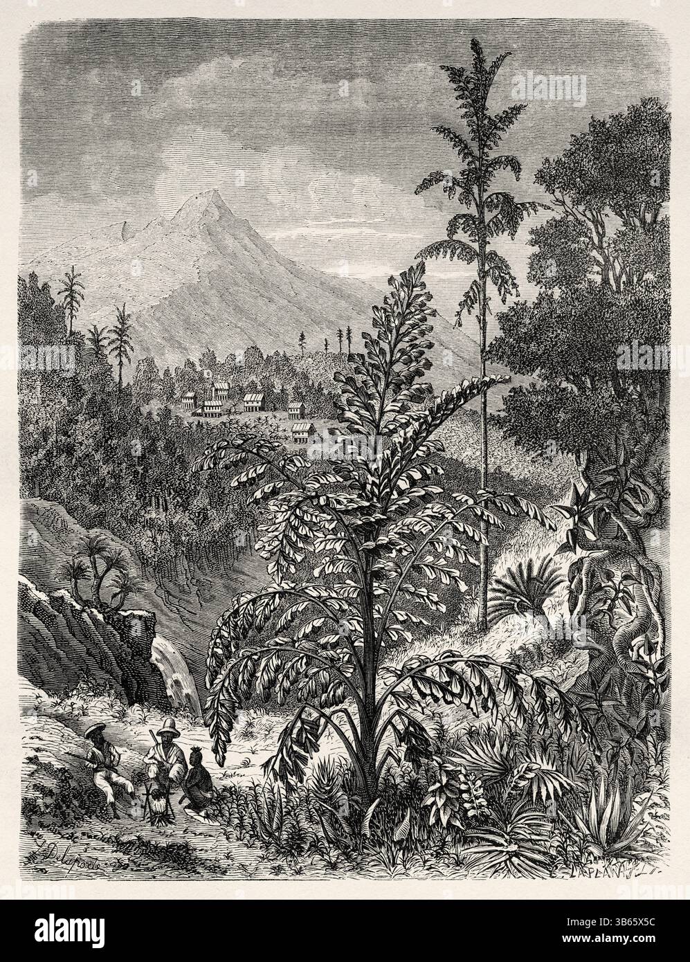 Caryota palm trees, Laos. Indochina Peninsula, Southeast Asia. Drawing ...