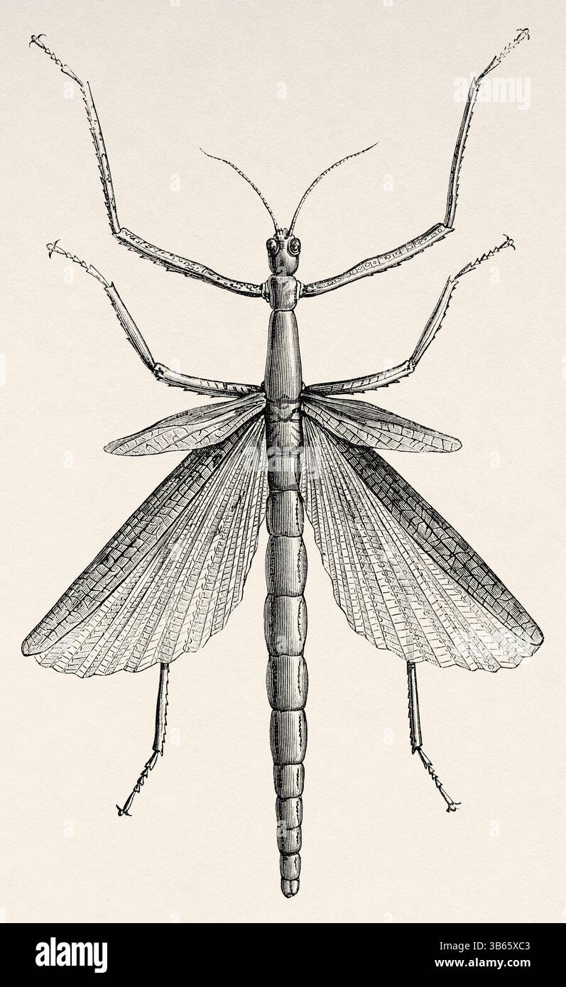 Phasma gigas is a large-sized stick insect, Colombia. South America ...