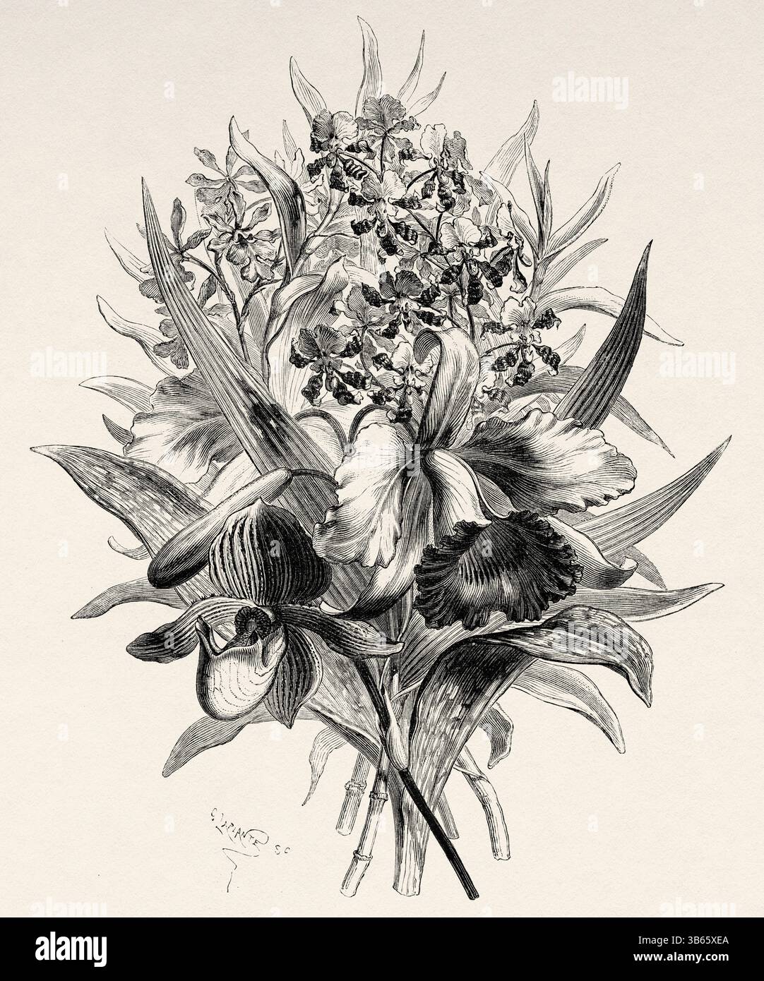 Orchids in the province of Antioquia, Colombia. South America. Drawing ...