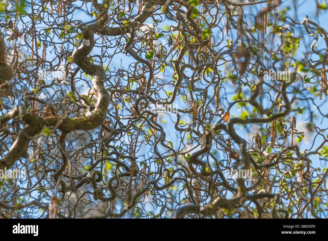 Corylus avellana 'Contorta'. A tree with climbing branches that create ...