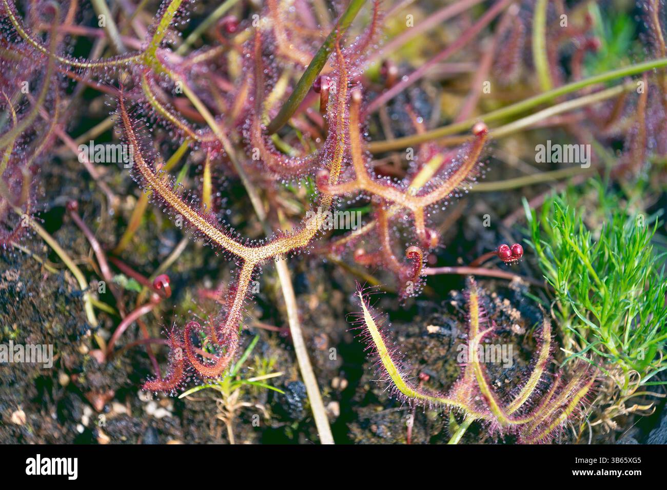 Drosera binata, the forked sundew, fork-leaved sundew. a carnivorous ...