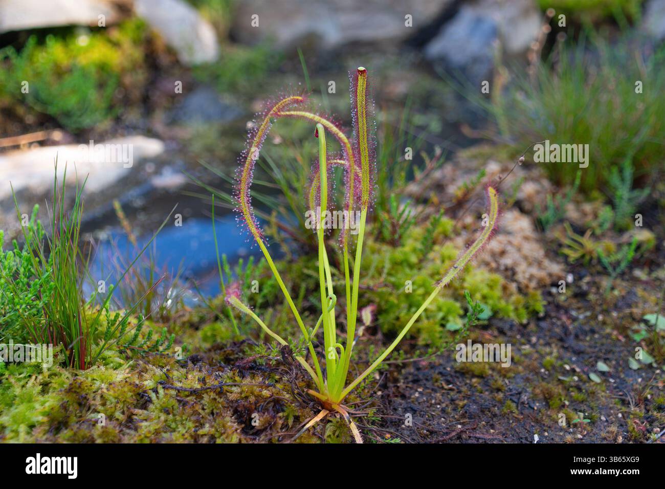 Drosera capensis, the Cape sundew. a small rosette-forming carnivorous ...