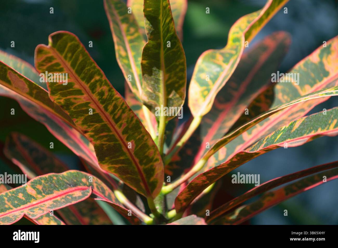 Colorful leaves of Codiaeum variegatum, close-up. fire croton, garden ...