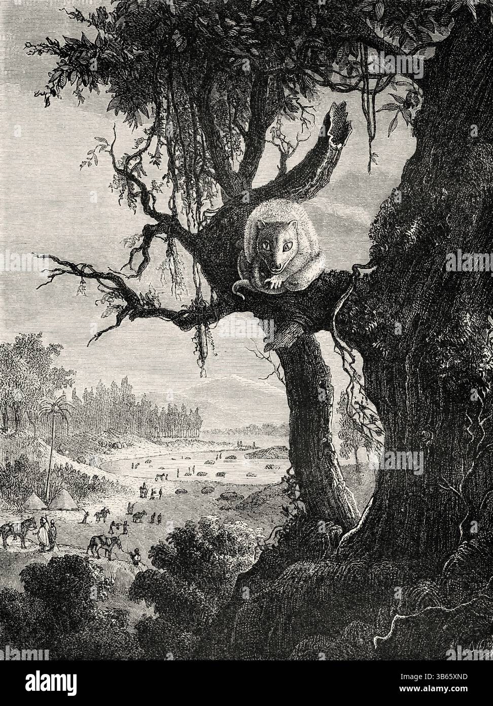 The northern common cuscus. Phalanger orientalis, also known as the ...