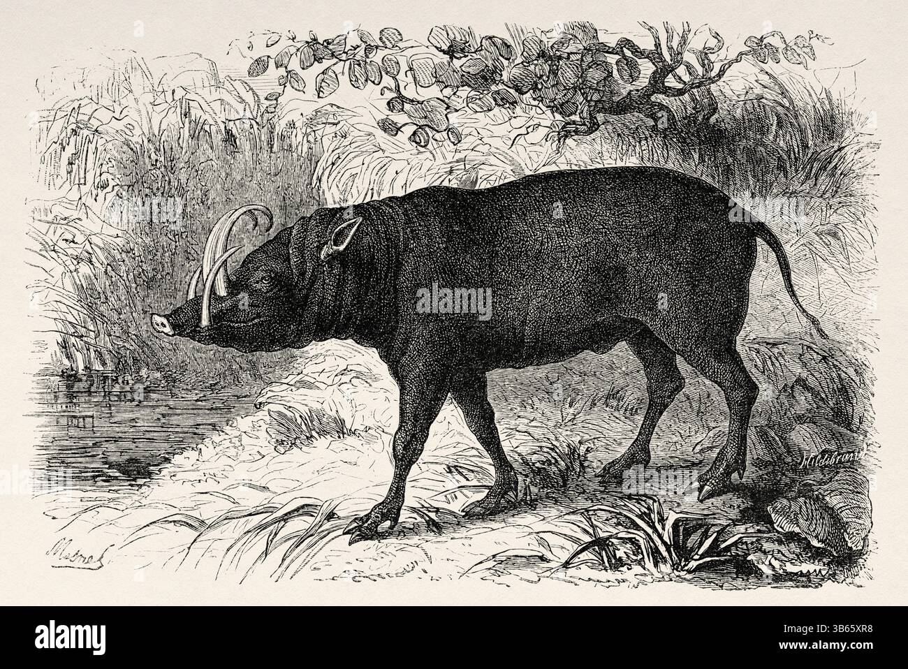 Pig like hi-res stock photography and images - Alamy