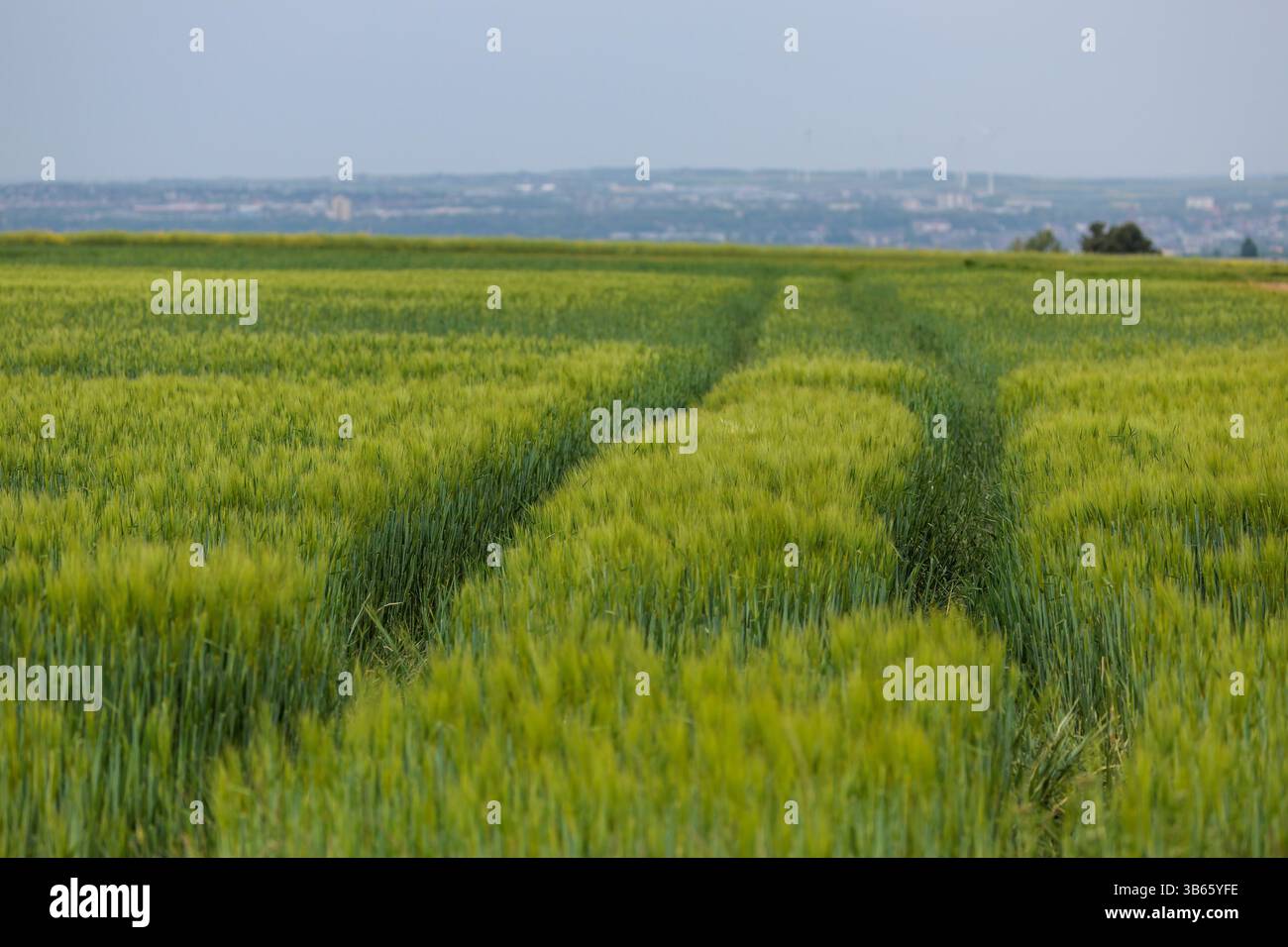 Wiesbaden Igstadt, Germany. 03rd May, 2025. Ruts run through a field of ...