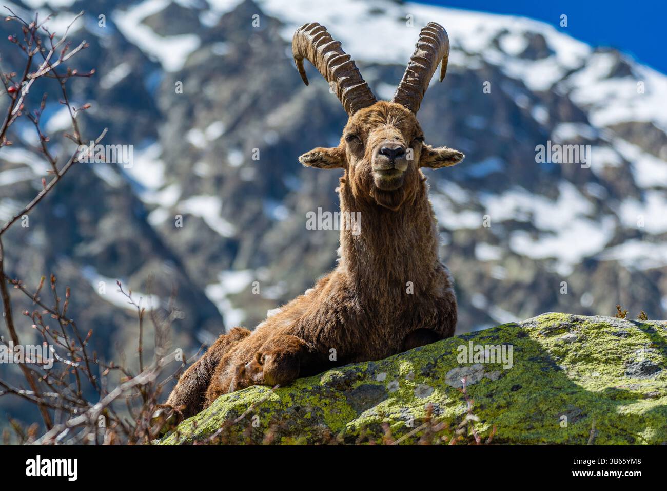 The ibex (scientific name Capra Ibex) is an ungulate belonging to the ...