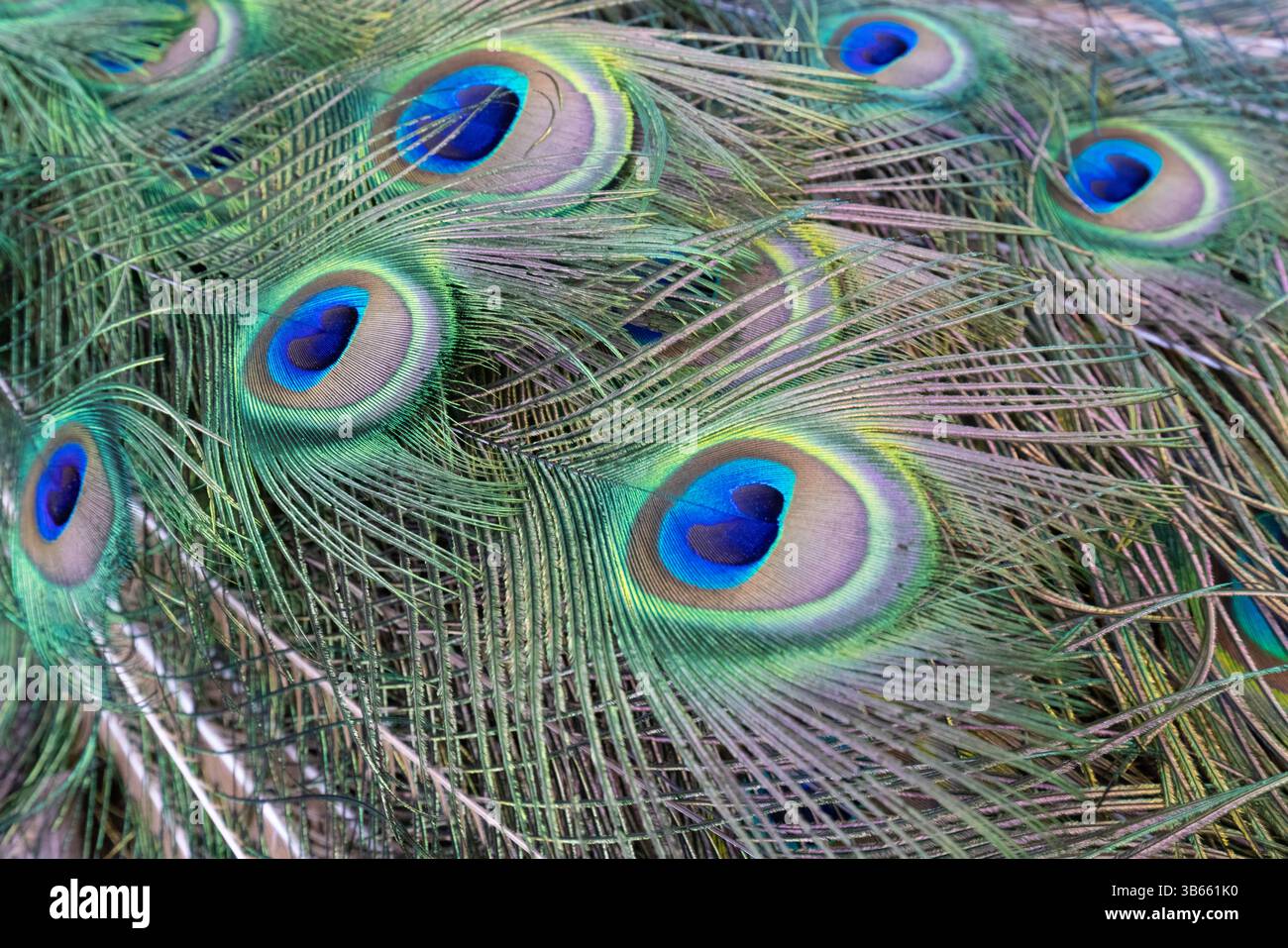 Colorful Close-up of Peacock Feathers – Iridescent Pattern and Eye ...