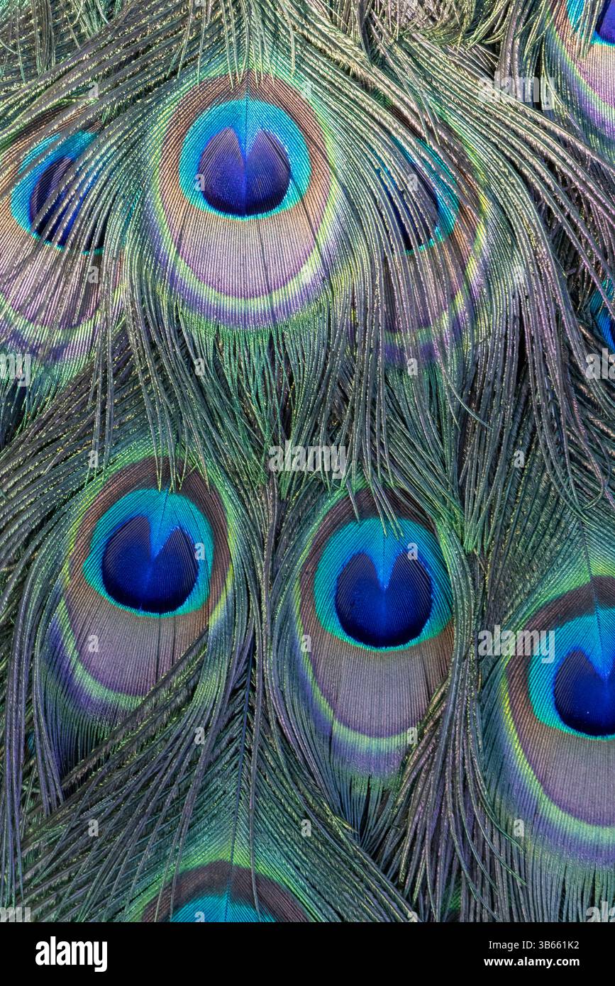Colorful Close-up of Peacock Feathers – Iridescent Pattern and Eye ...