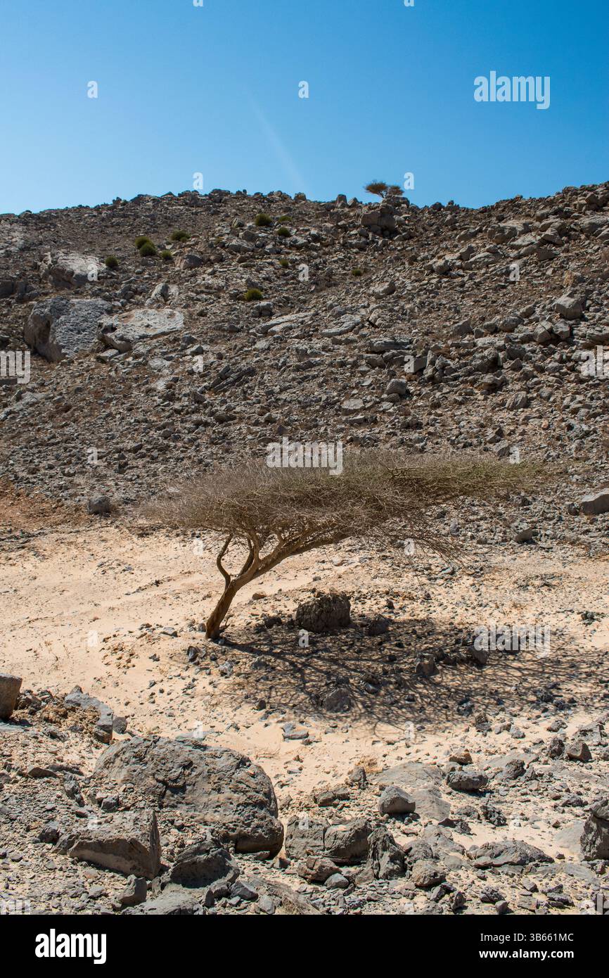 Oman: tree in desert landscape in the small Al Jadi fishing village in ...