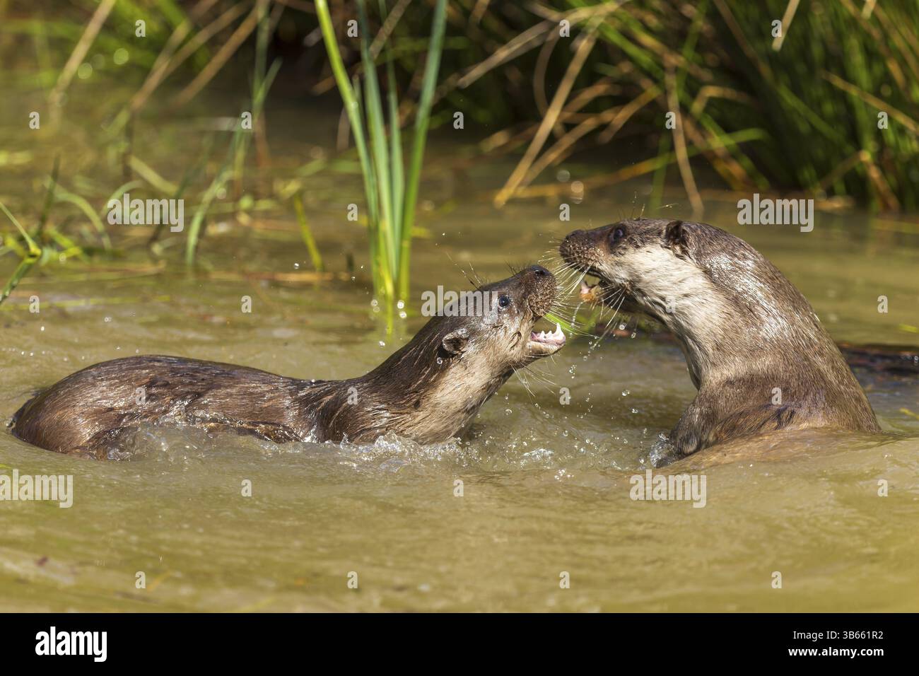 Two otters fighting in the water and showing their teeth, European ...
