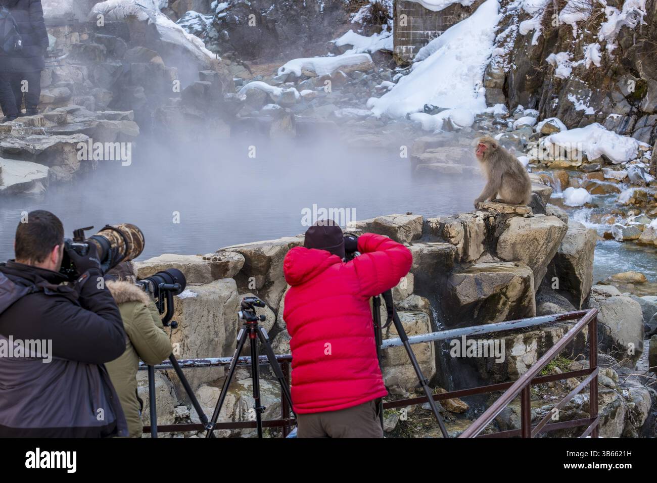 Photographers observe snow monkeys in Japanese hot springs Stock Photo ...