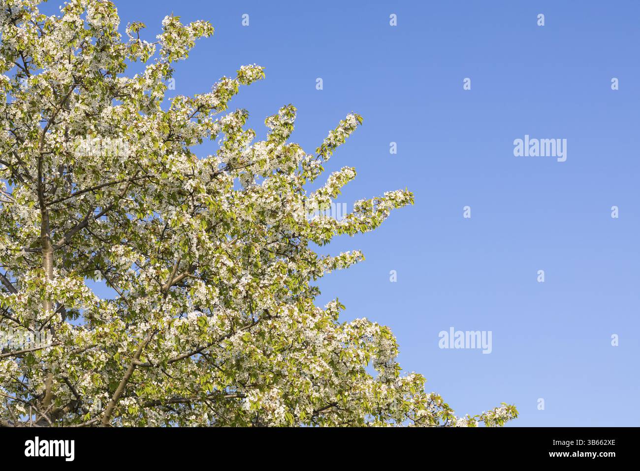 Cherry tree (prunus) in blossom against a blue sky, Saxon Elbland ...