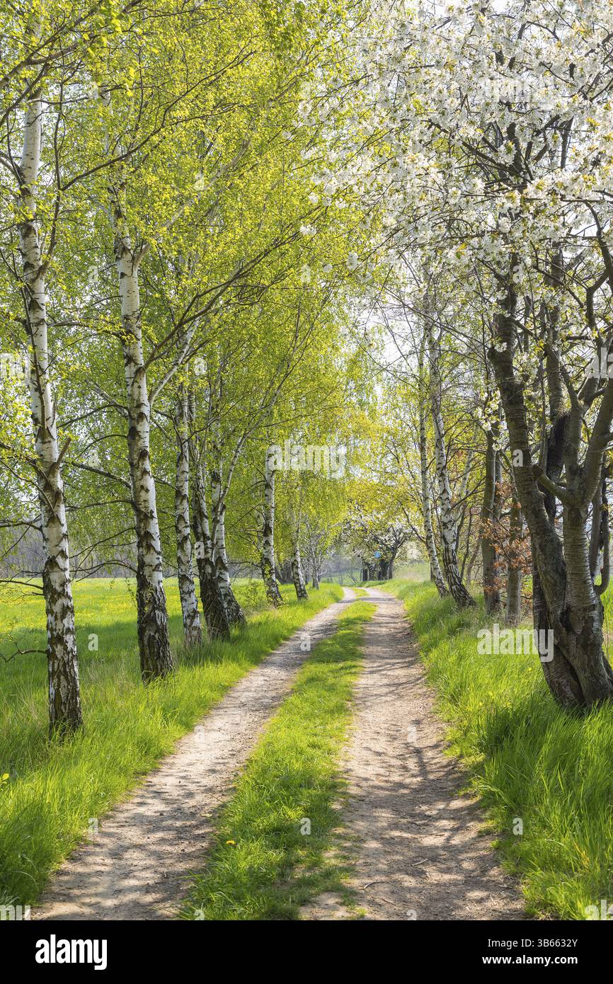 Hiking trail through a young avenue near Foerdergersdorf, Kurort Hartha ...