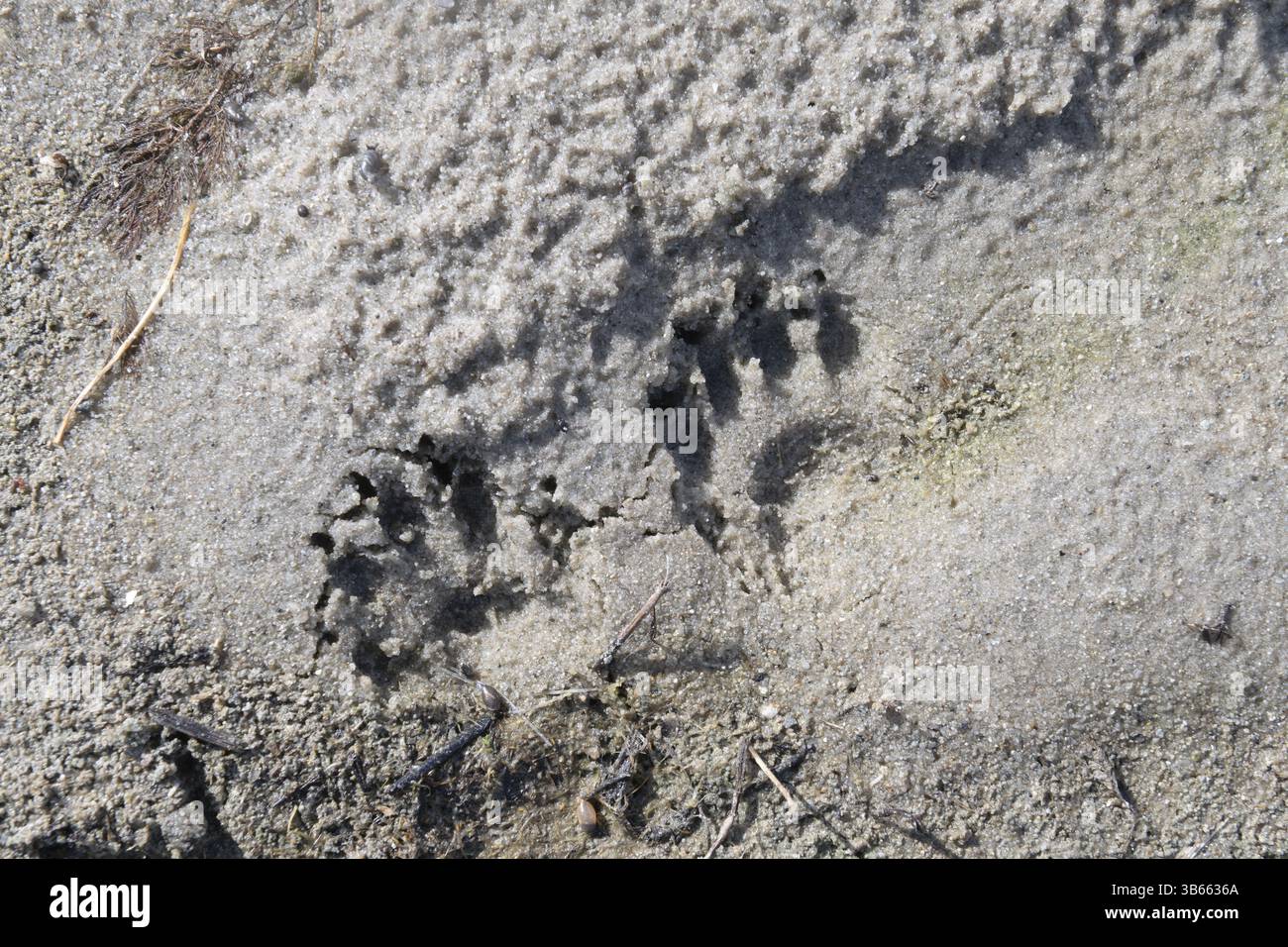 Track, footprint of the otter (Lutra lutra), Brandenburg, Germany ...