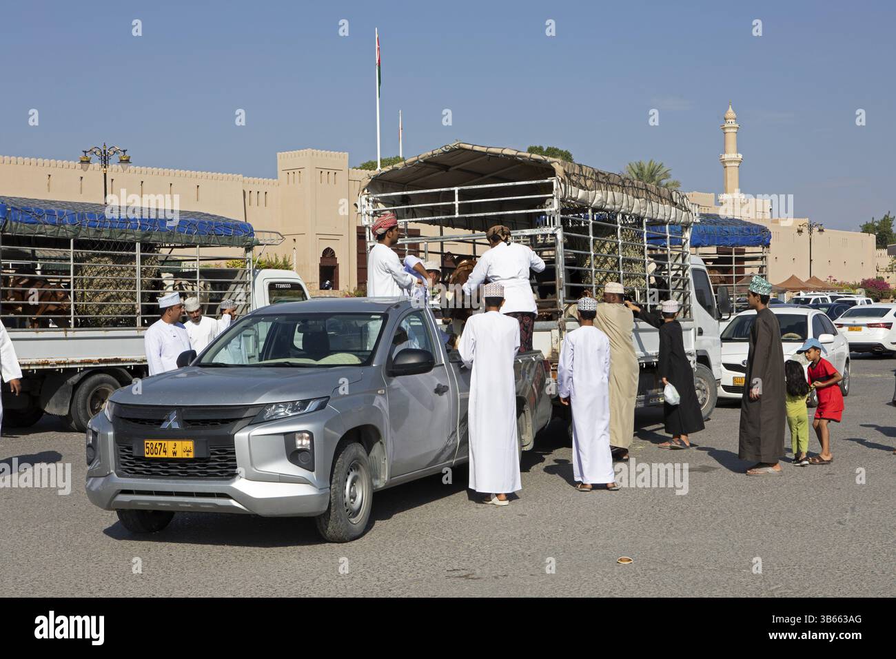 Omani men in traditional dress loading cattle, cattle market in the ...