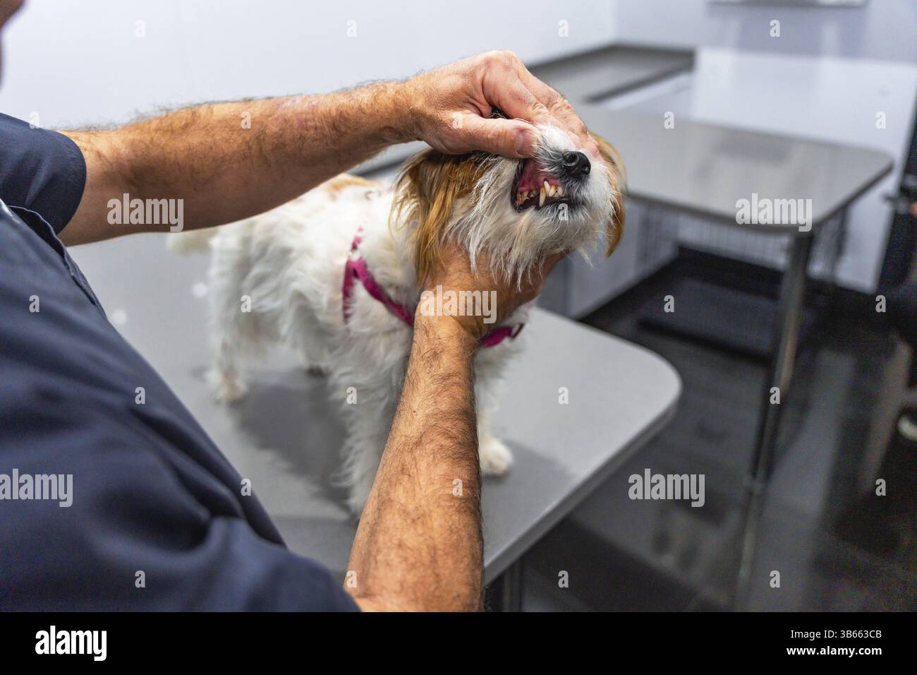 Veterinarian checking teeth of jack russell terrier dog during medical ...