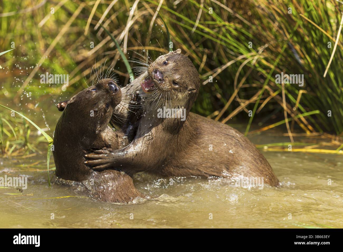 Two otters lutra one hi-res stock photography and images - Alamy