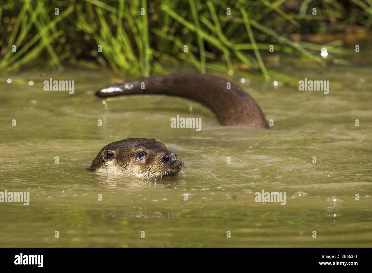 An otter with lifted tail swimming in the water, European otter (Lutra ...