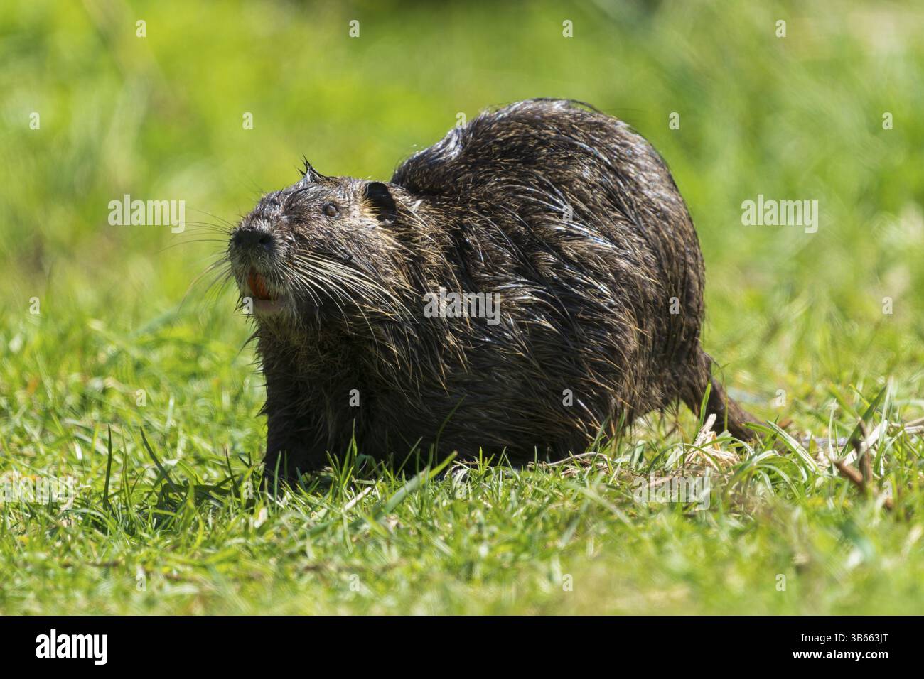 A nutria crouching in the grass, with a wet coat in a natural ...