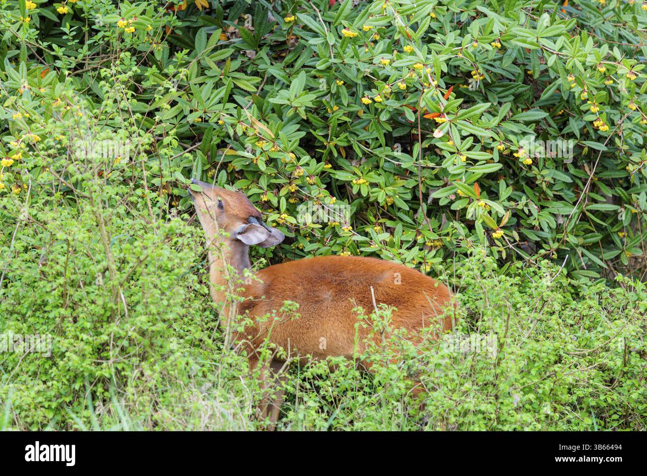 A male Red Forest Duiker (Cephalophus natalensis) eating the leaves of ...