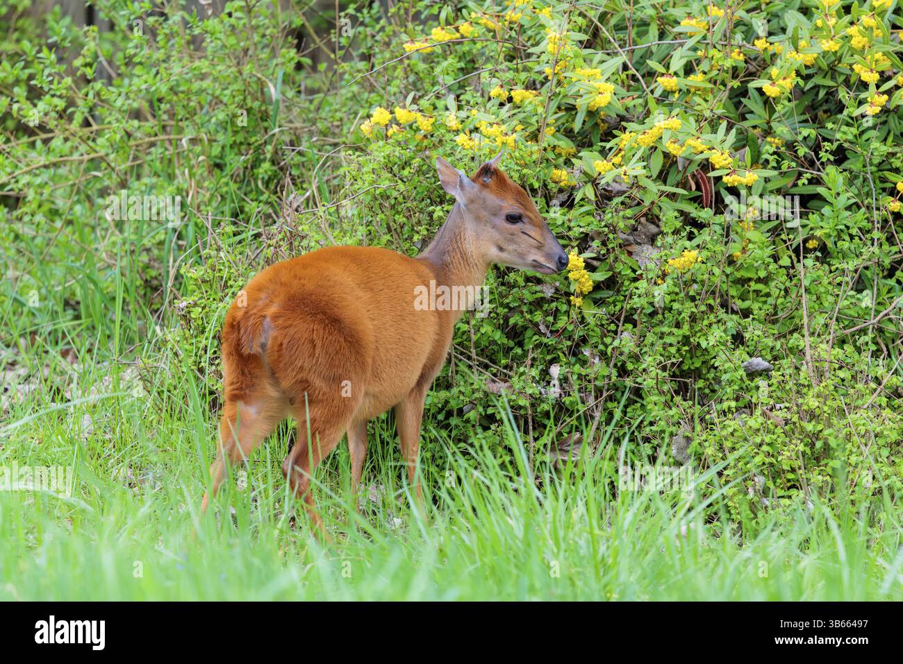 A female Red Forest Duiker (Cephalophus natalensis) eating the leaves ...