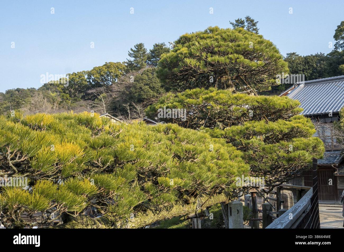 Artfully pruned Japanese pine tree in a garden landscape Stock Photo ...