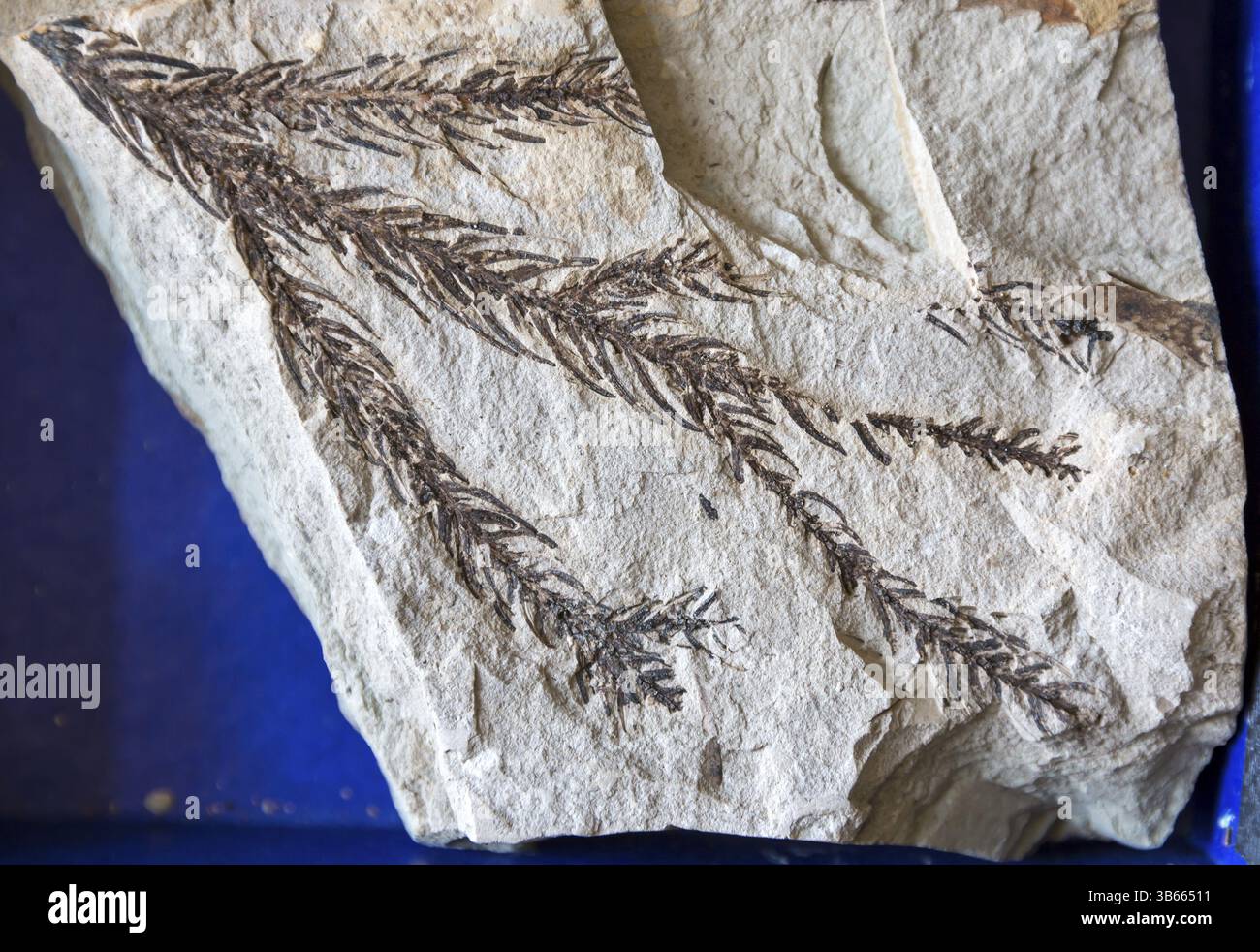 Fossil leaf in stone. Fossil record of dead old plants. Paleontological ...