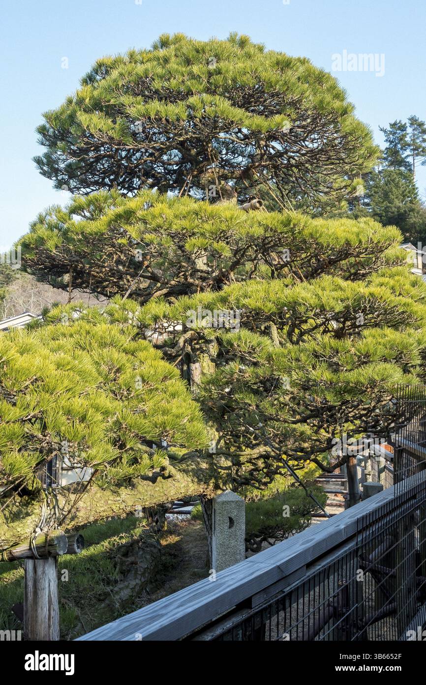 Artfully pruned Japanese pine tree in a garden landscape Stock Photo ...