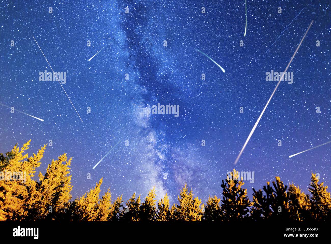 A view of the stars of the Milky Way with a pine trees forest in the ...