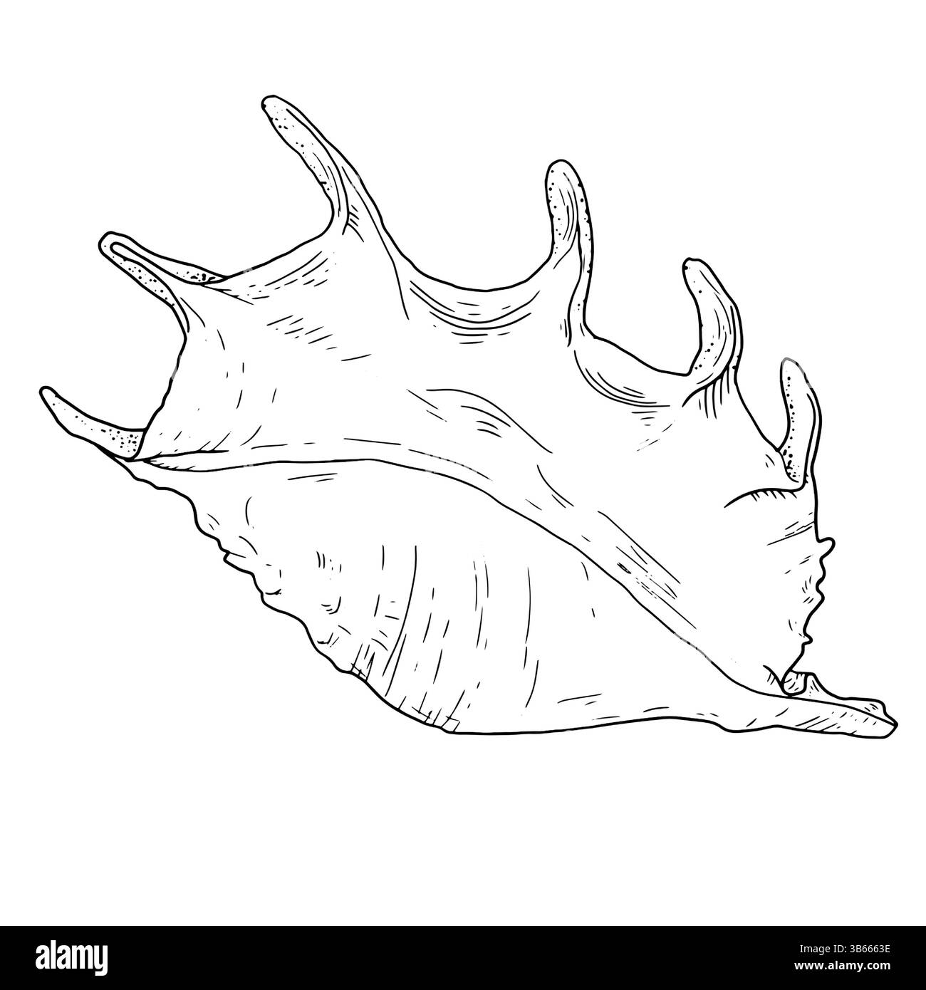 Lambis trunkata clam shell with spikes, black and white ink sketch ...
