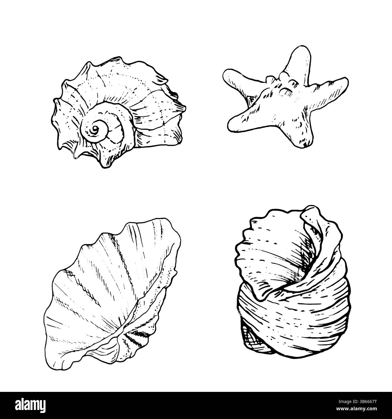 Oceanic shell, sketched in black and white ink. Vector marine ...