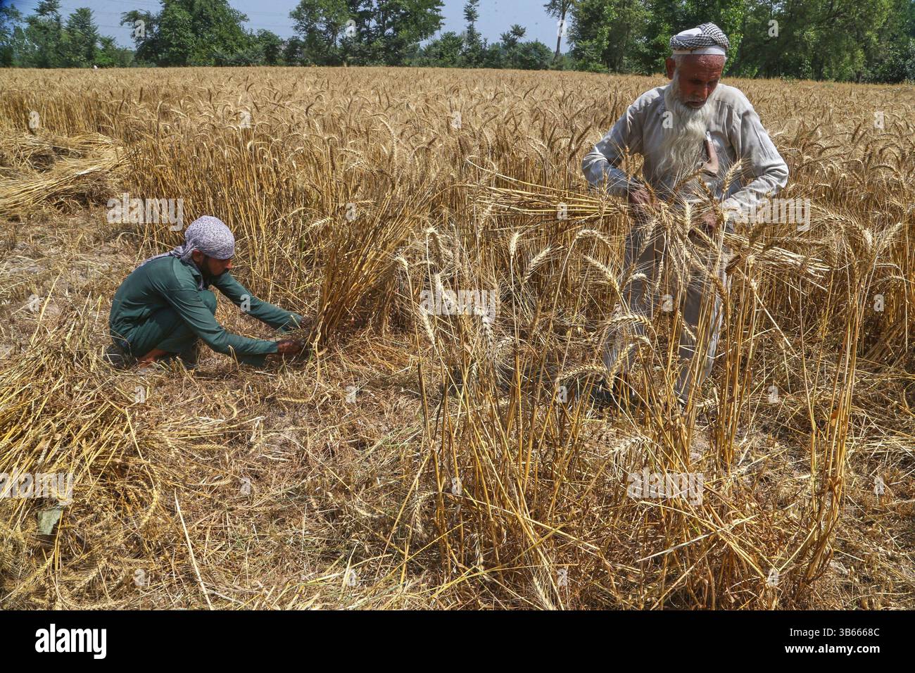 Farmers harvest wheat crop in the suburbs of Peshawar, Pakistan ...