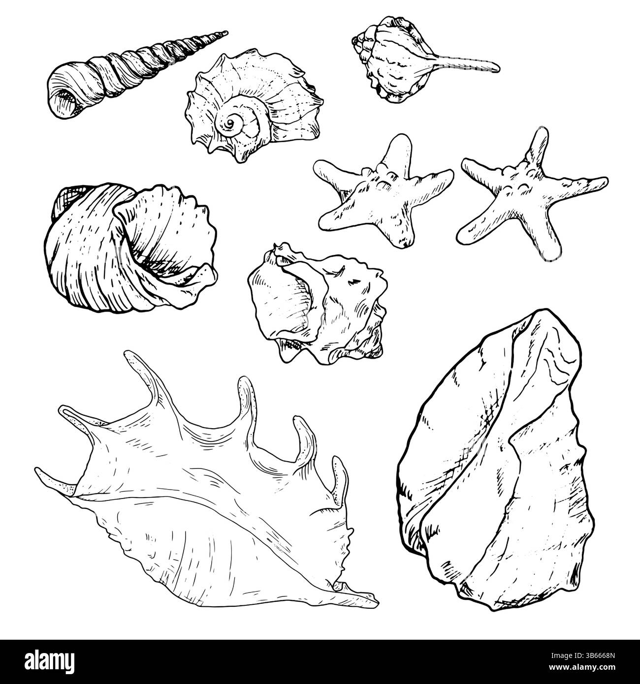 Starfish shells on beach Black and White Stock Photos & Images - Alamy