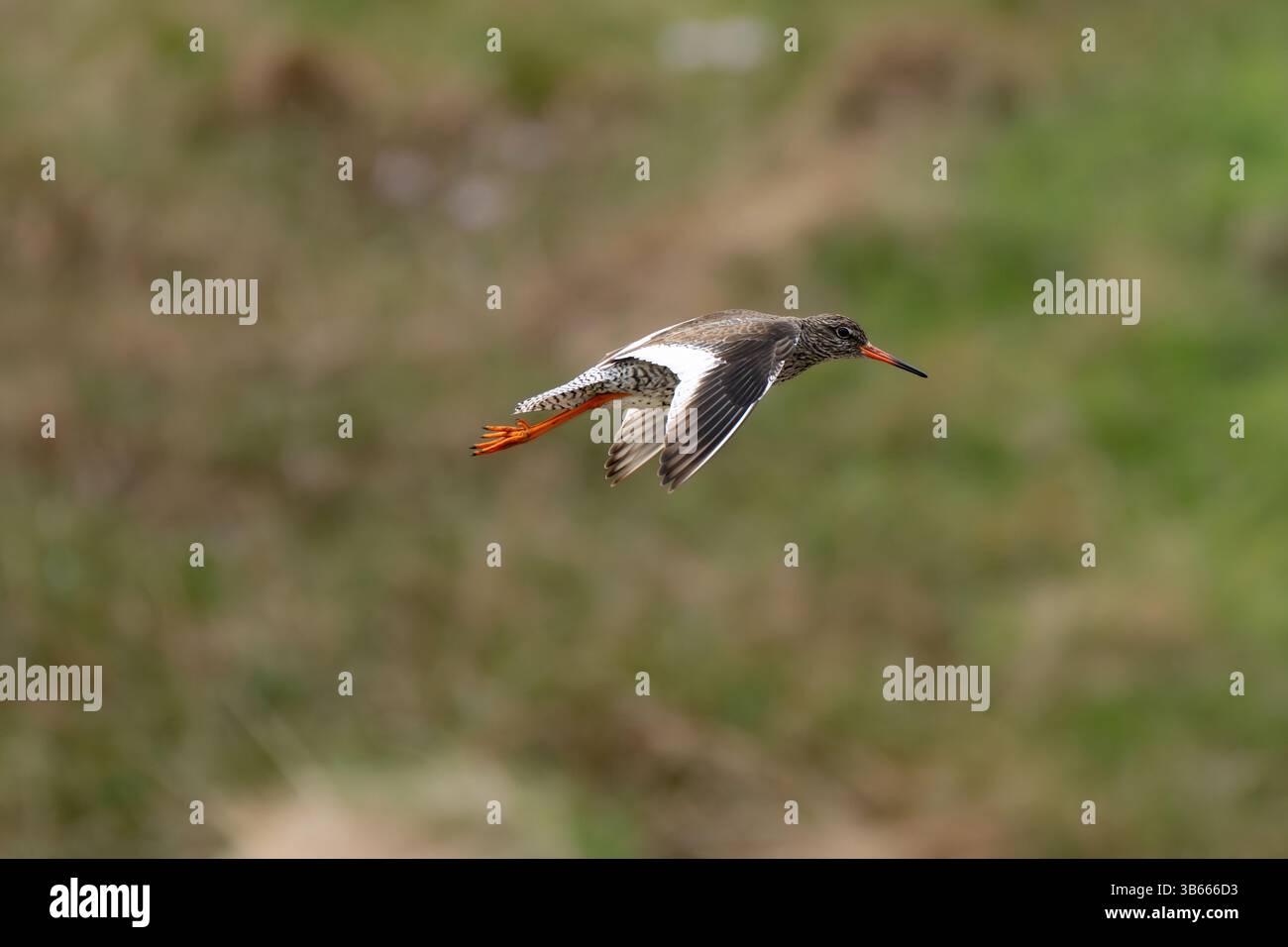 Common redshank in flight with open beak, Icelandic wetland bird Stock ...