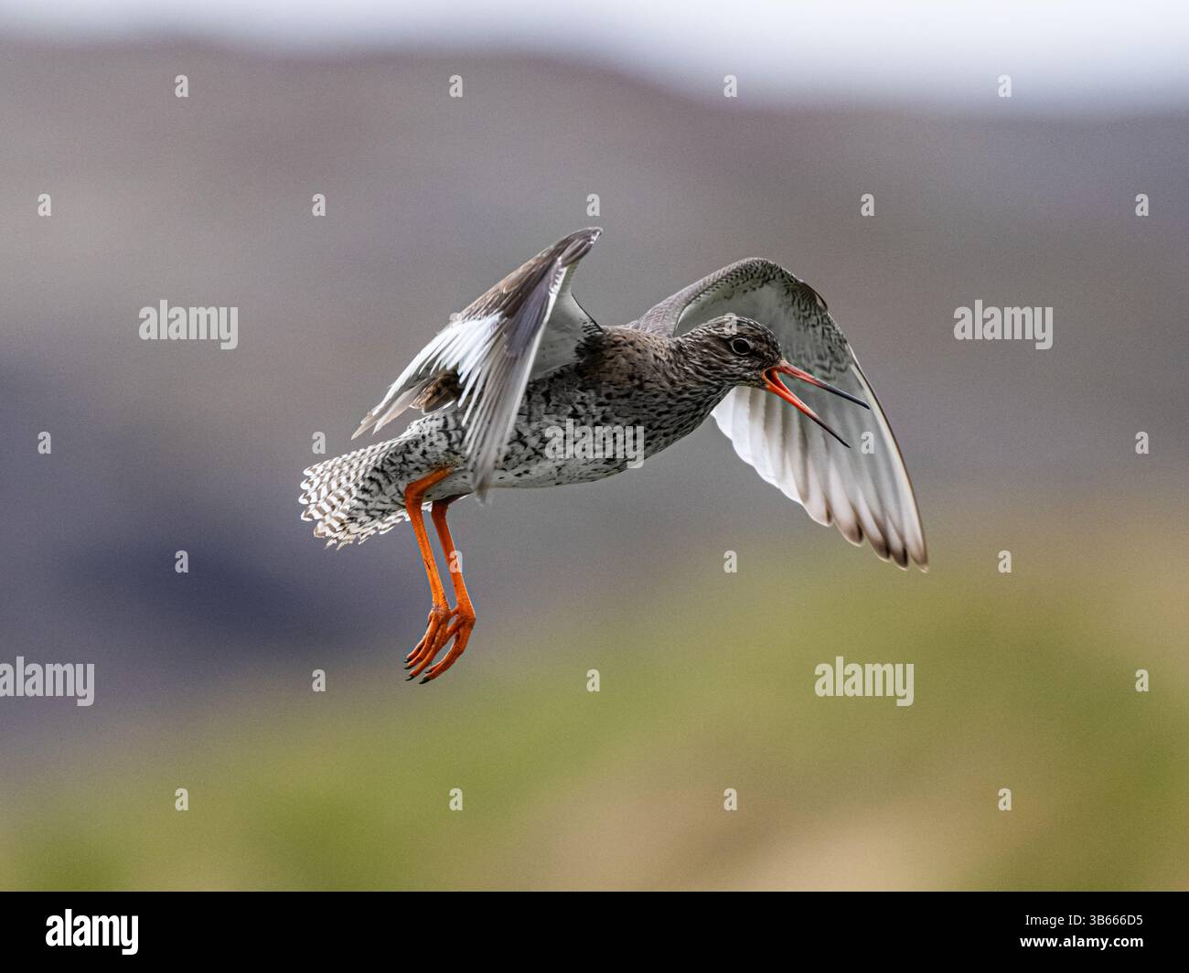 Common redshank in flight with open beak, Icelandic wetland bird Stock ...